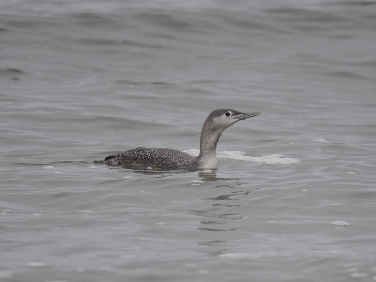 Mass Audubon eBird Checklist - 1 Jan 2022 - Powder Point Bridge - 21 ...