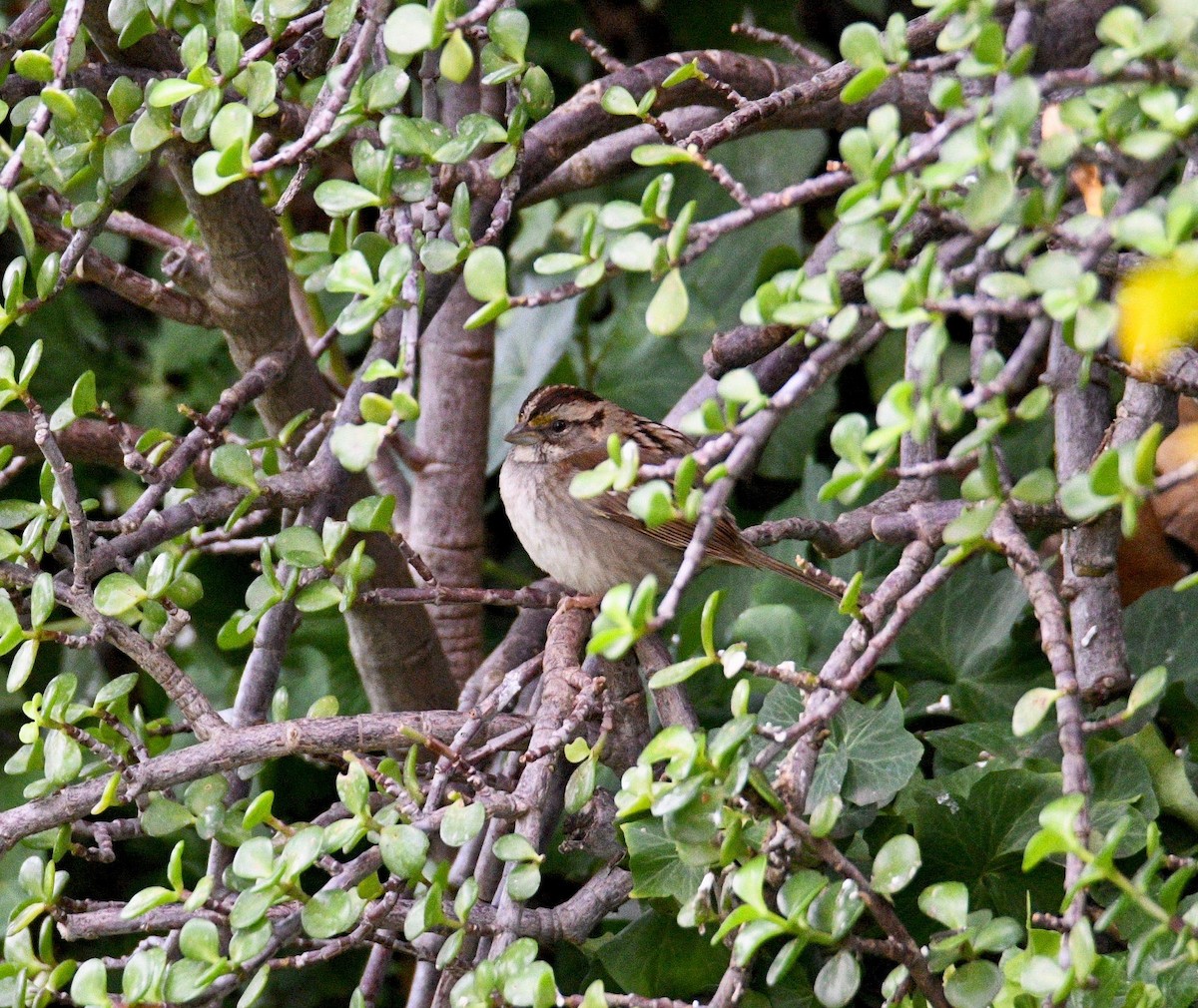 eBird Checklist - 1 Jan 2022 - Private Residence - 12 species
