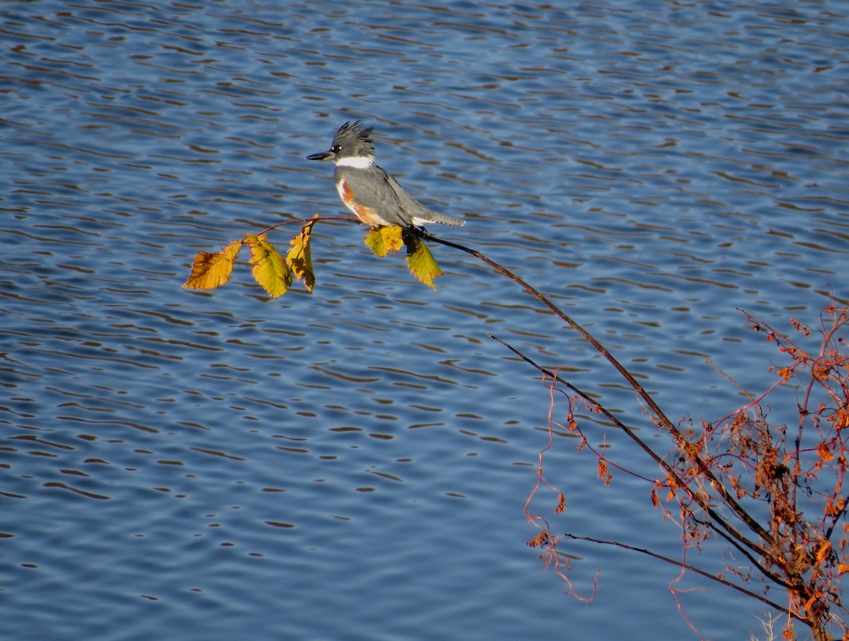 eBird Checklist - 12 Nov 2016 - Faylor Lake - 14 species