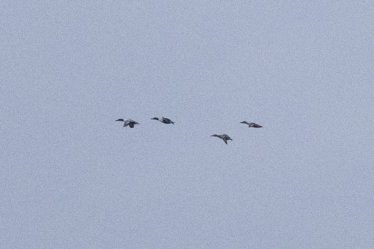 eBird Checklist - 31 Dec 2021 - Hatteras Winter Pelagic--Diamond Shoals ...