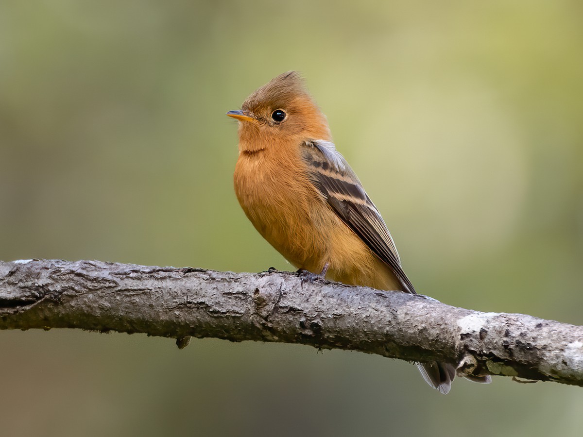 Tufted Flycatcher - Mitrephanes phaeocercus - Birds of the World