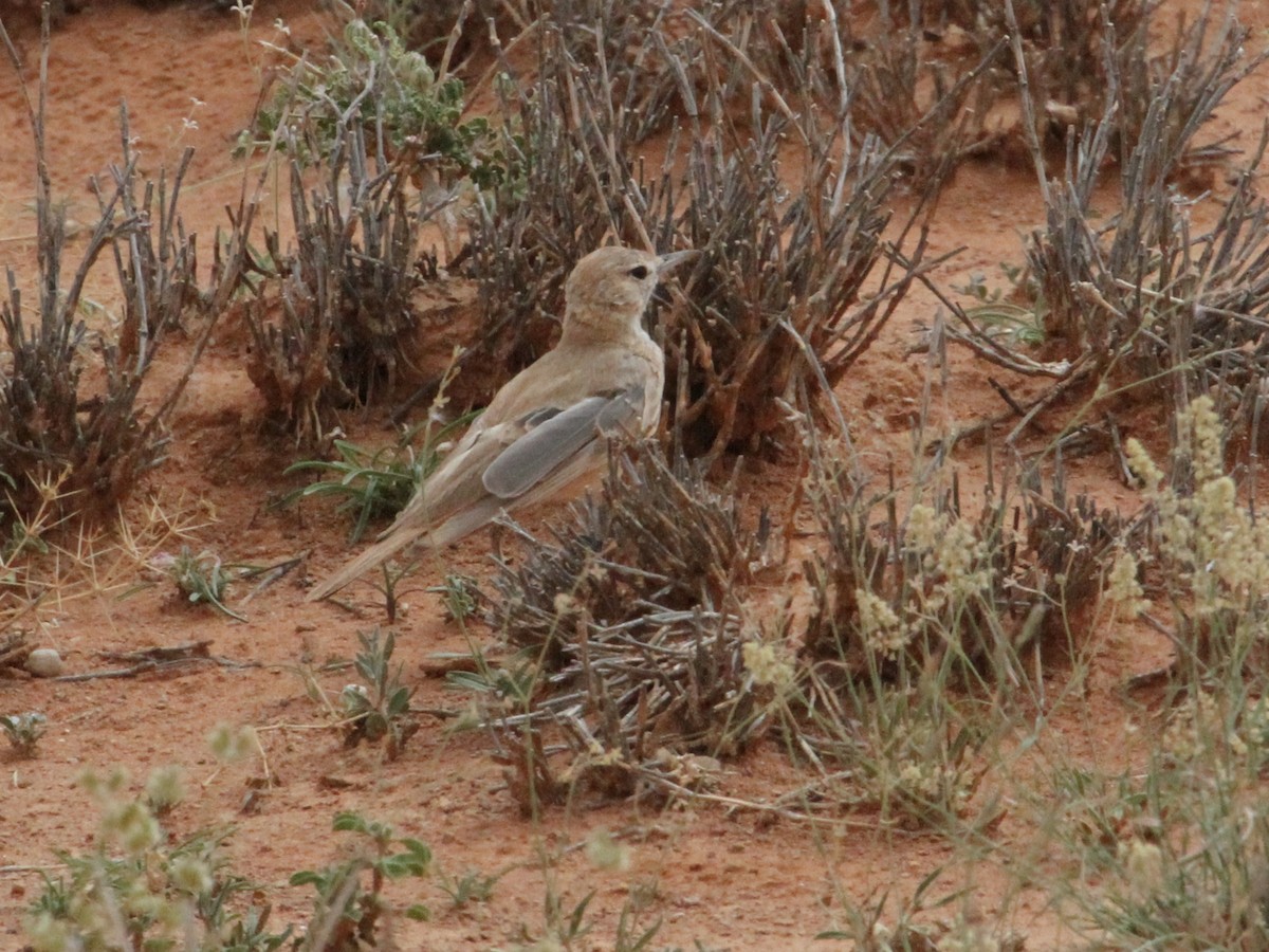 Lesser Hoopoe-Lark - Alaemon hamertoni - Birds of the World