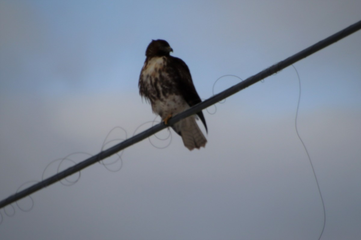 eBird Checklist - 1 Jan 2022 - Samish Flats--East 90 - 23 species (+1 ...