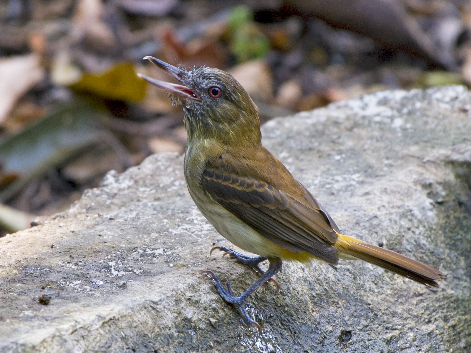 Bright-rumped Attila - eBird