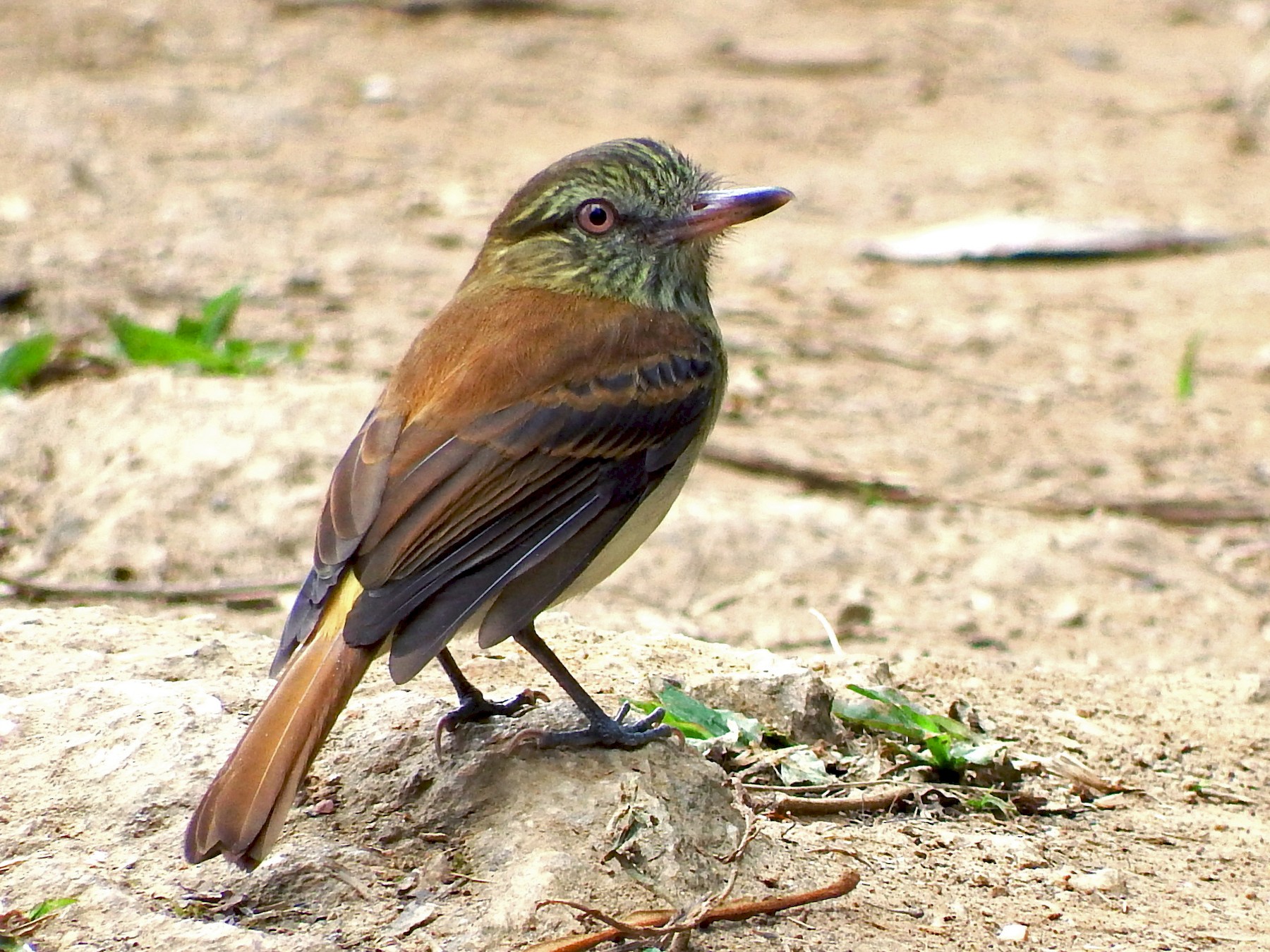 Bright-rumped Attila - eBird
