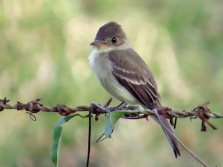 Northern Tropical Pewee - eBird