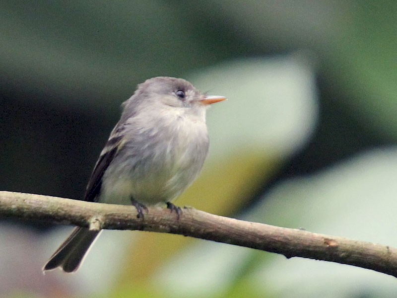 tanımsız tropikal pivi (Contopus punensis/cinereus/bogotensis) - eBird