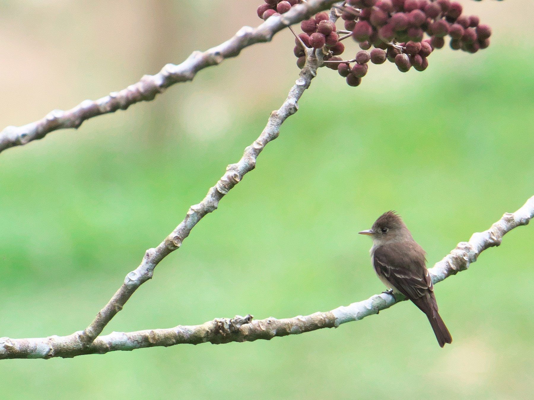Northern Tropical Pewee - eBird