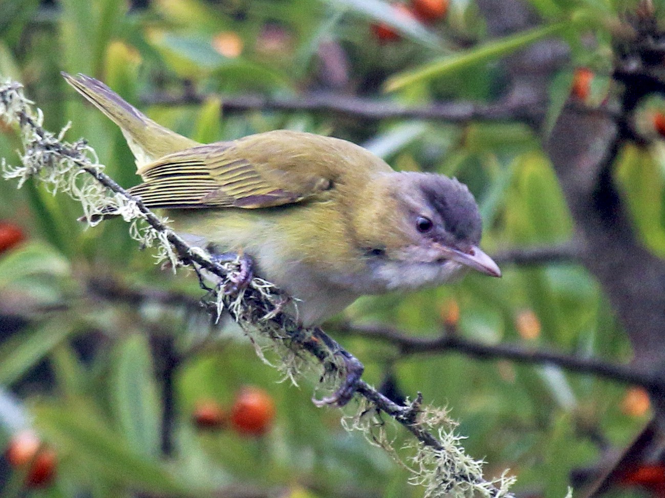 Yellow-green Vireo - eBird
