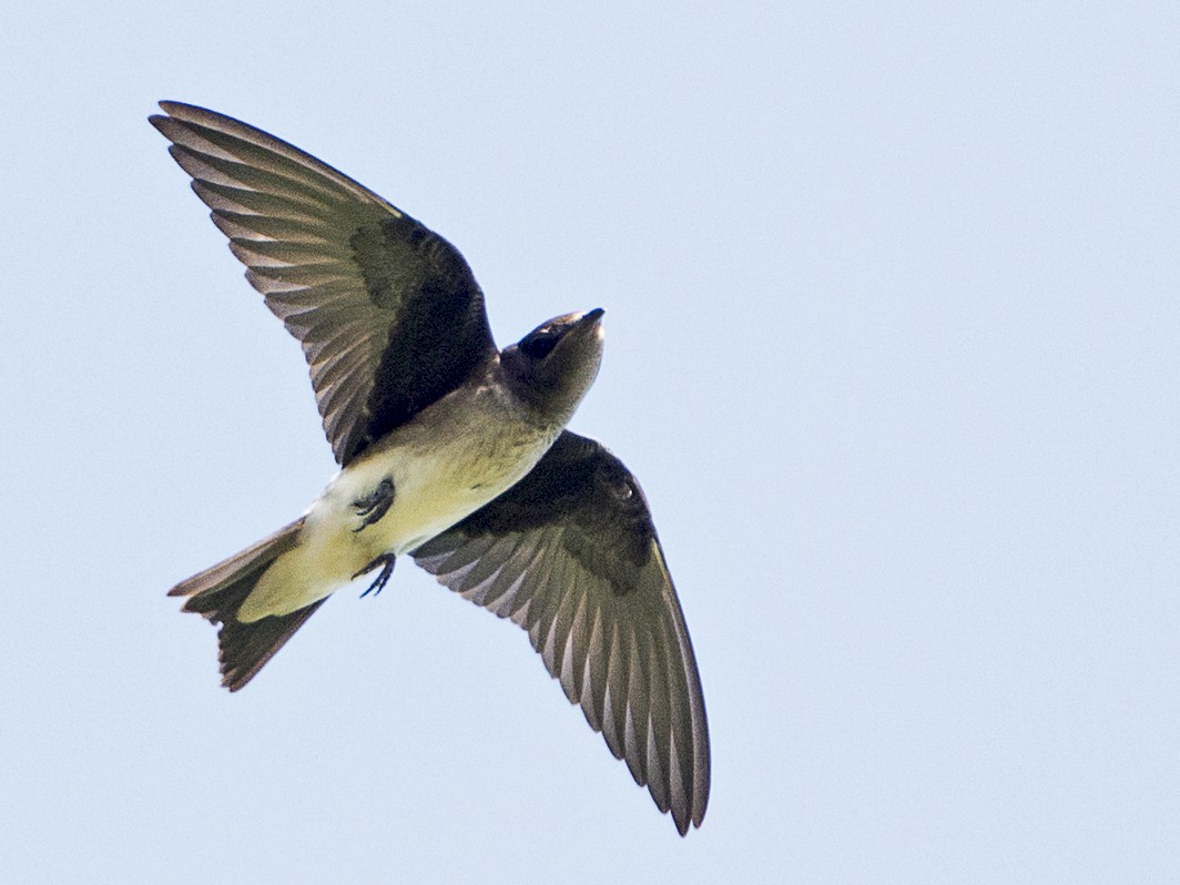 Gray-breasted Martin - eBird