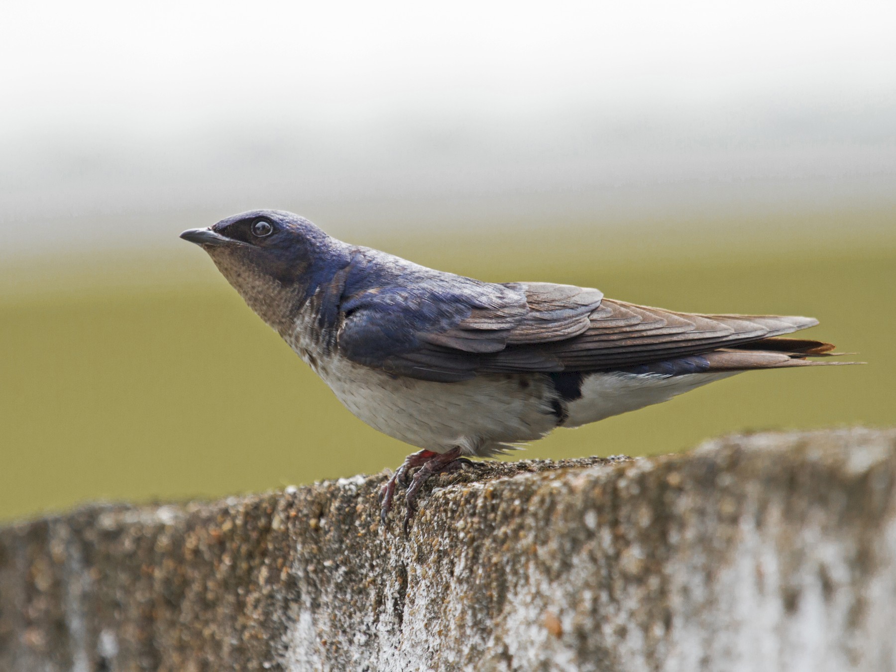 Gray-breasted Martin - eBird
