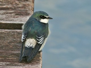 Mangrove Swallow - Tachycineta albilinea - Birds of the World