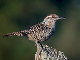 Matraca Yucateca - eBird