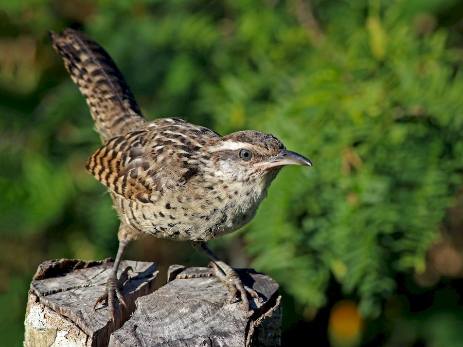 Matraca Yucateca - eBird