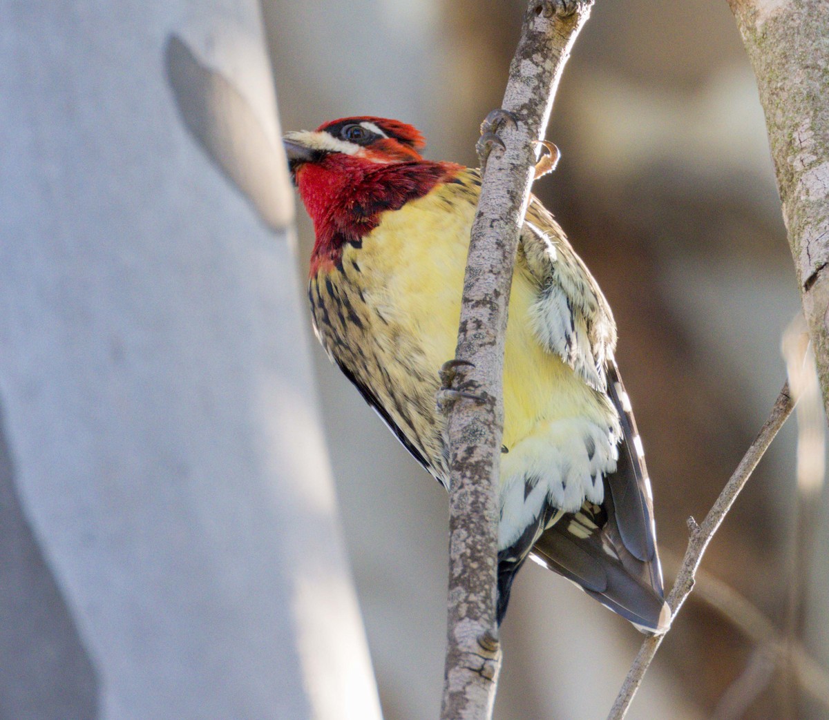 ML401700311 Red-naped x Red-breasted Sapsucker (hybrid) Macaulay Library