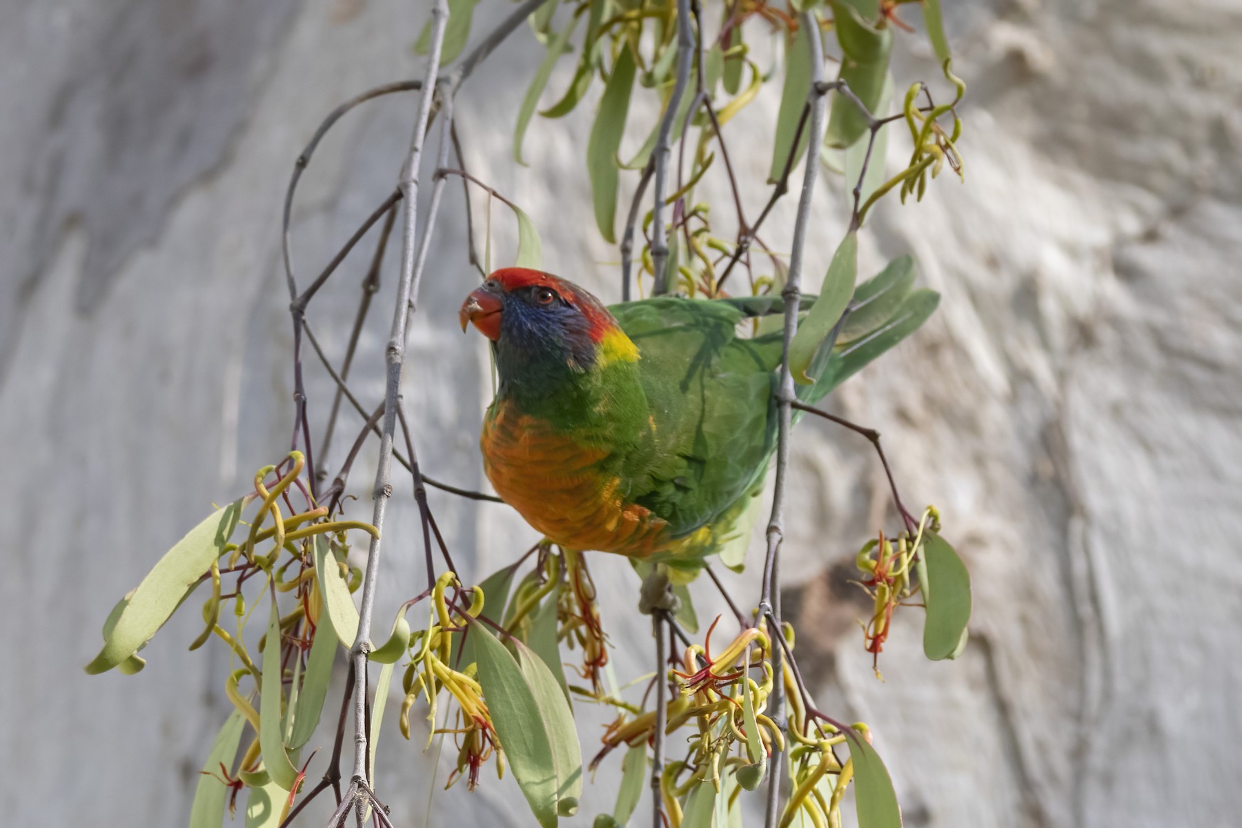 Musk x Rainbow Lorikeet (hybrid) - eBird