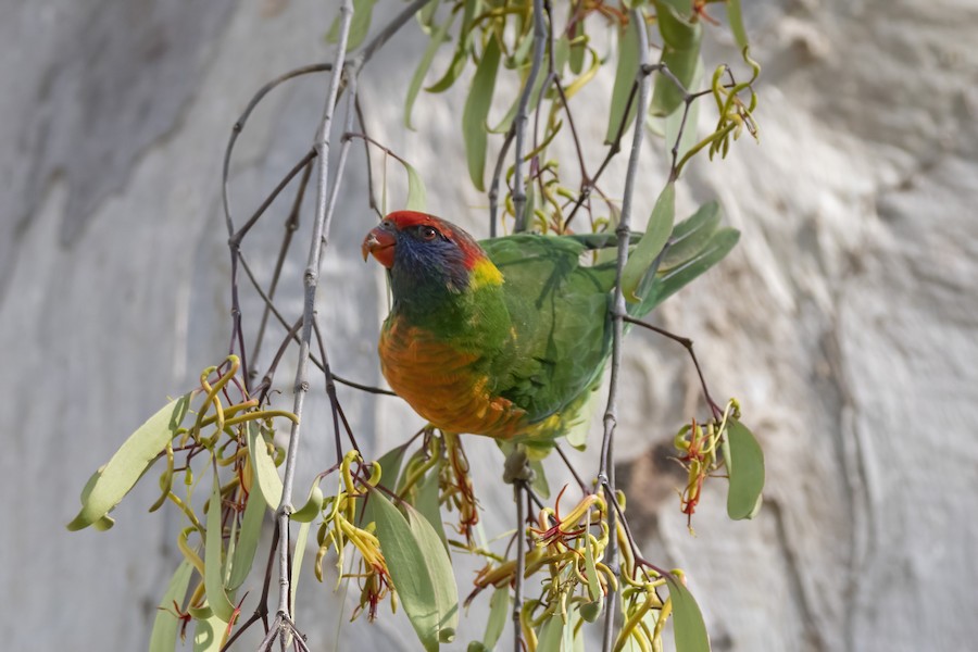 Musk x Rainbow Lorikeet (hybrid) - eBird