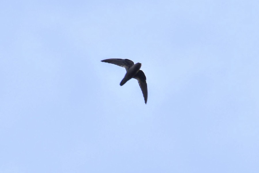 tanımsız iri ebabil (Apodidae sp.) - eBird