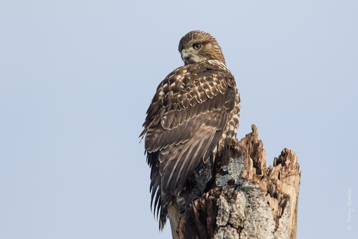 ML40192781 Red-tailed Hawk Macaulay Library