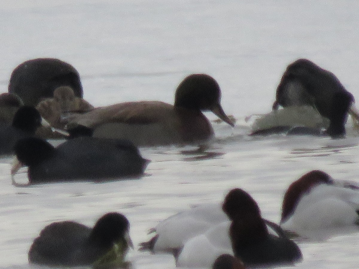 eBird Checklist - 3 Jan 2022 - Lee Kay Ponds - 30 species (+4 other taxa)