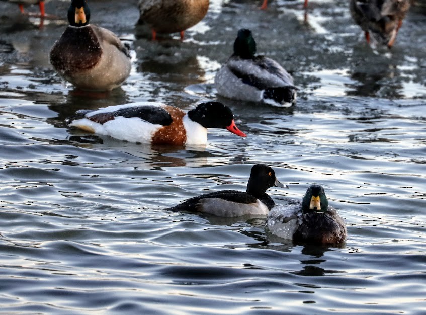 eBird Checklist - 3 Jan 2022 - Lakeside Park--Frazier Point Lookout - 6 ...