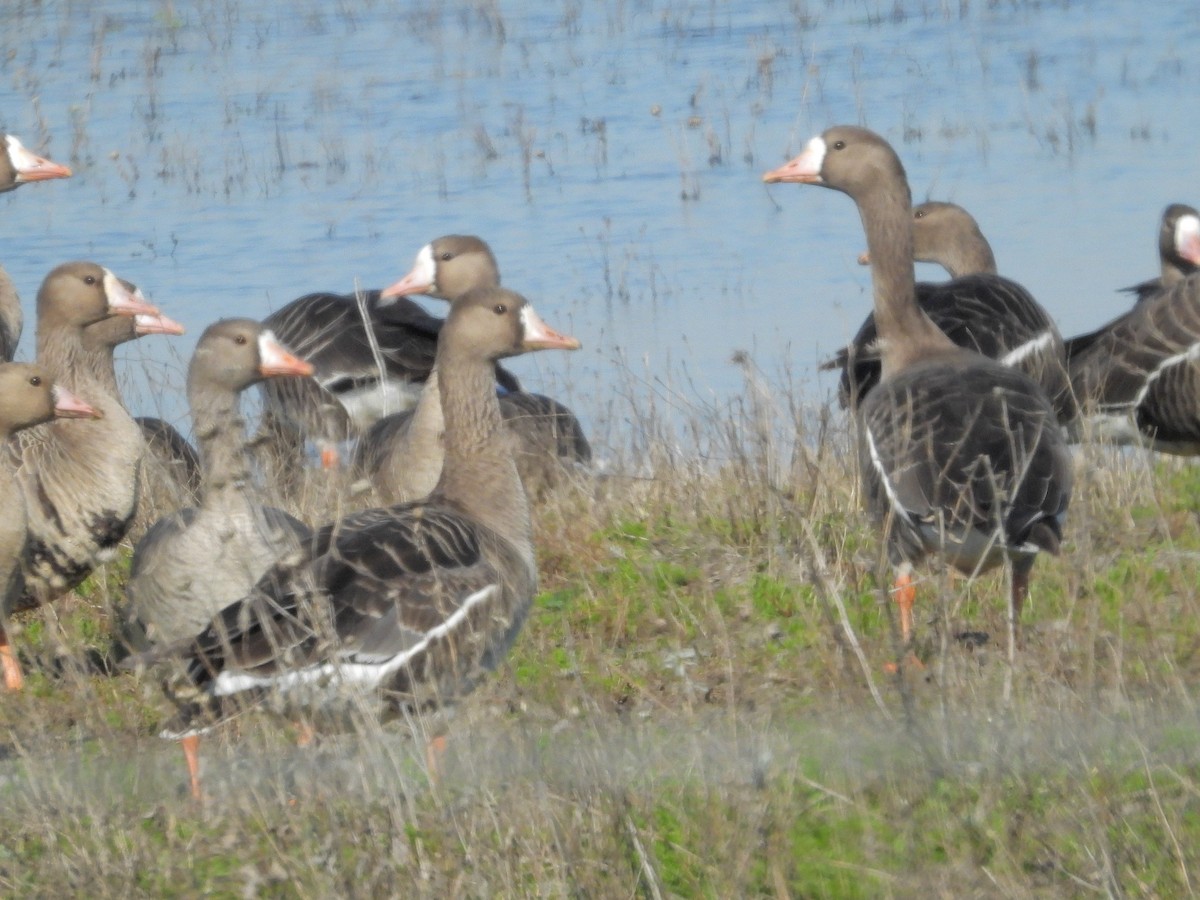eBird Checklist - 2 Jan 2022 - Merced NWR--Cottonwood Trail - 11 species
