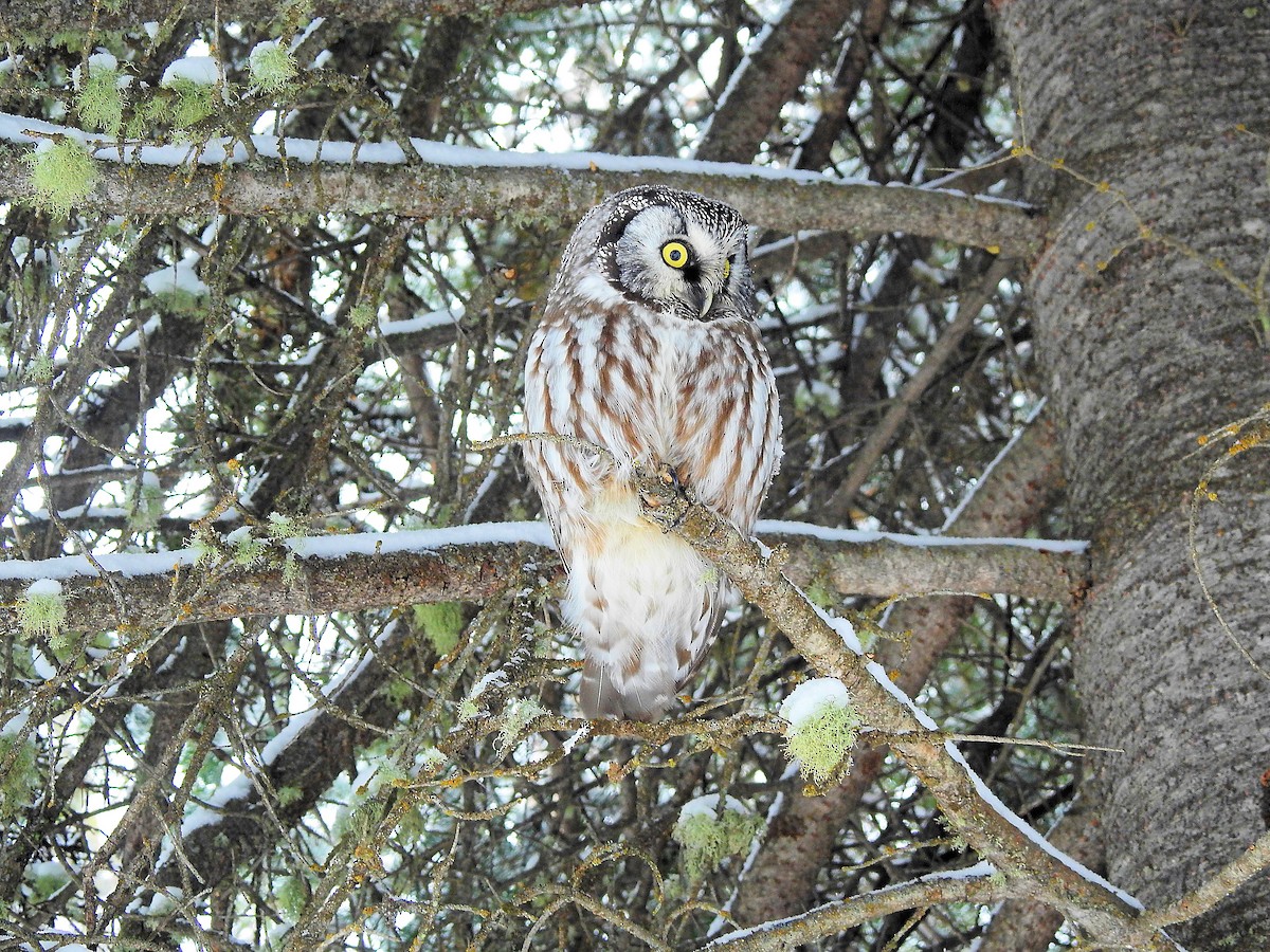 eBird Checklist - 30 Dec 2021 - Grand Teton NP--Taggart Lake Trailhead ...