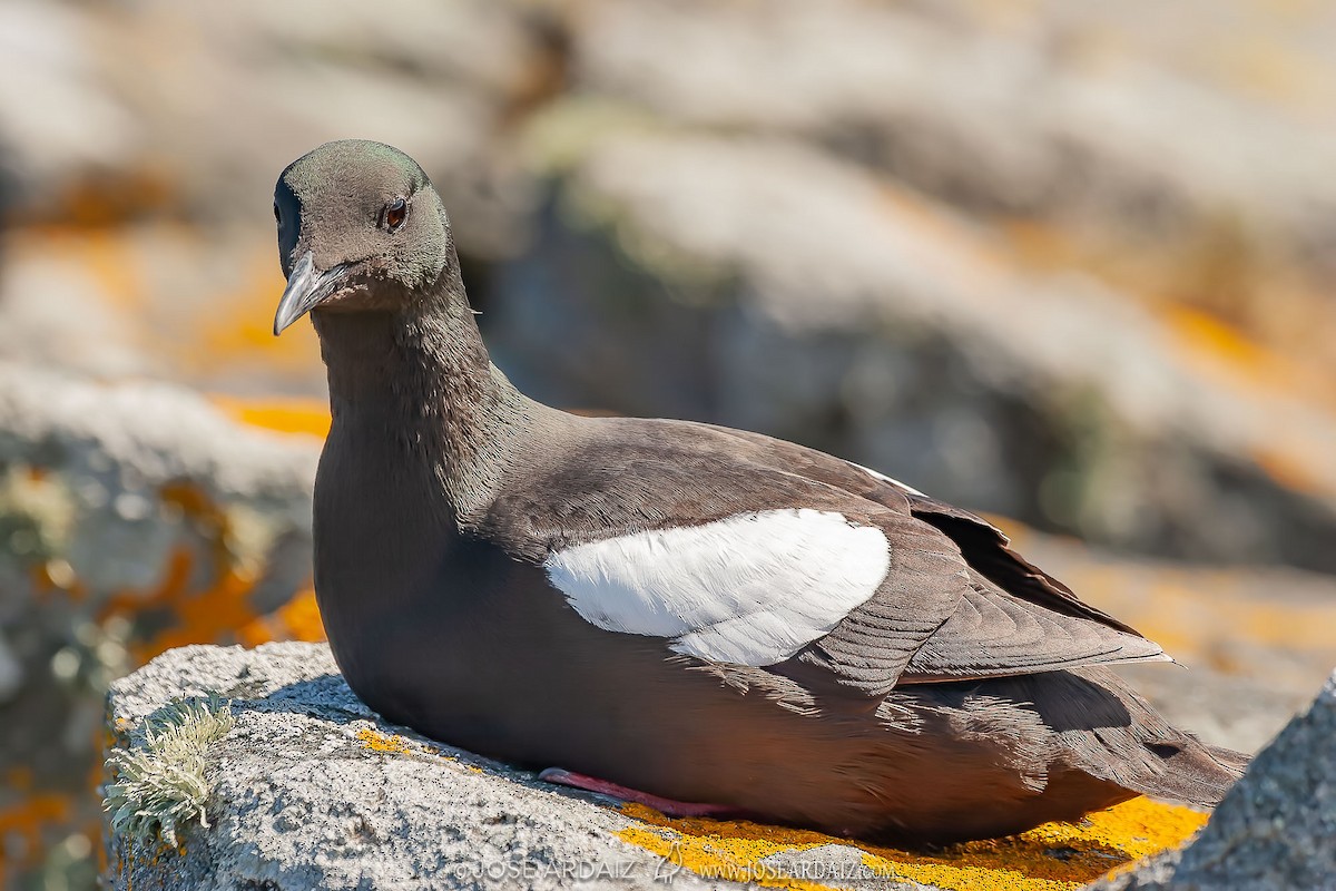 eBird Checklist - 30 Jun 2005 - Mousa - 16 species