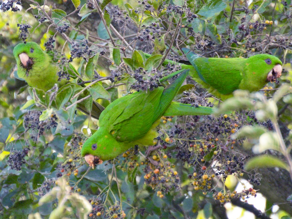Perico Mexicano - eBird