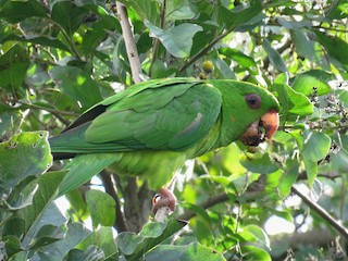 Green Parakeet - eBird