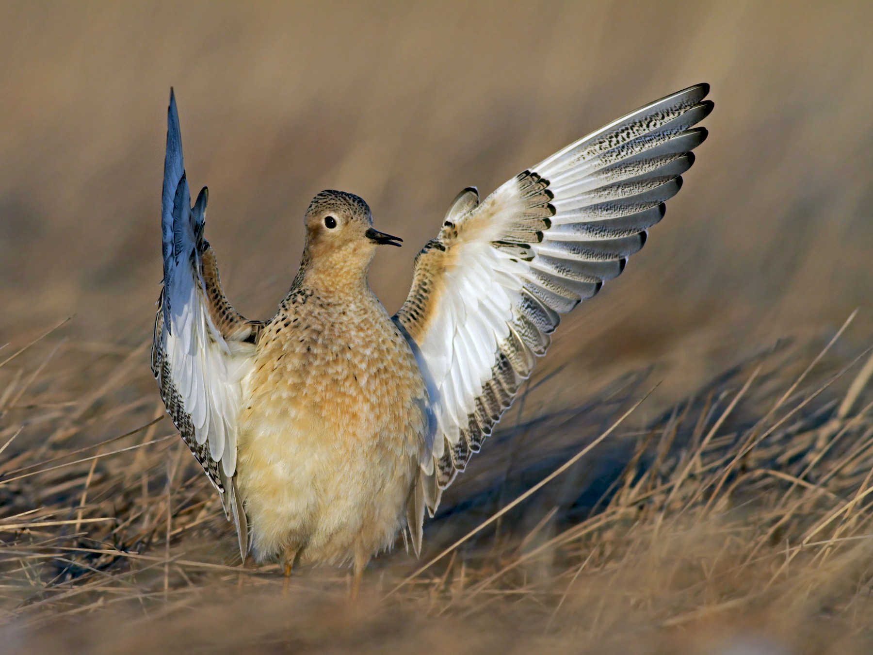 Buff-breasted Sandpiper - eBird