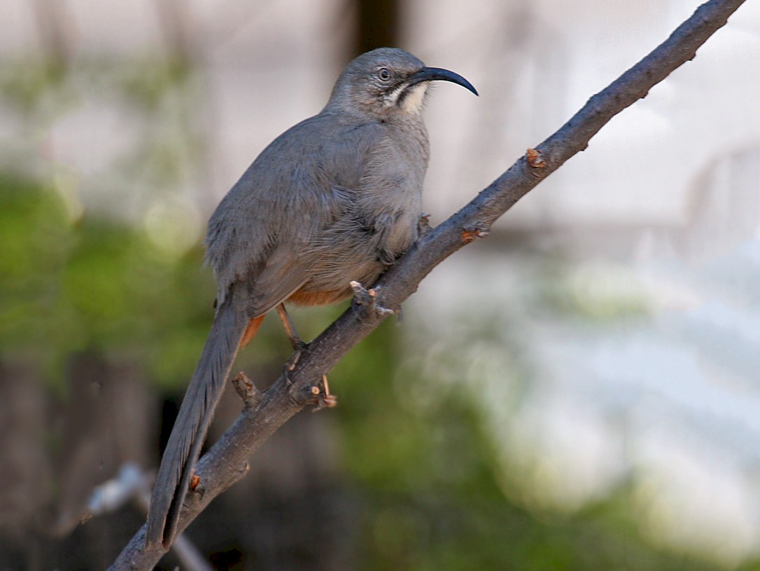 Crissal Thrasher - eBird