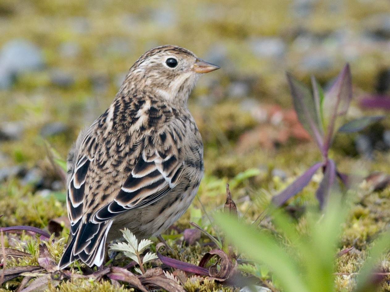 Smith's Longspur - eBird