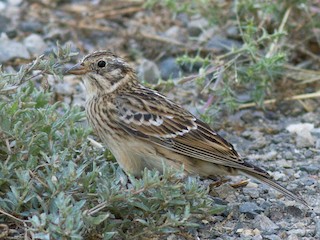 Smith's Longspur - eBird
