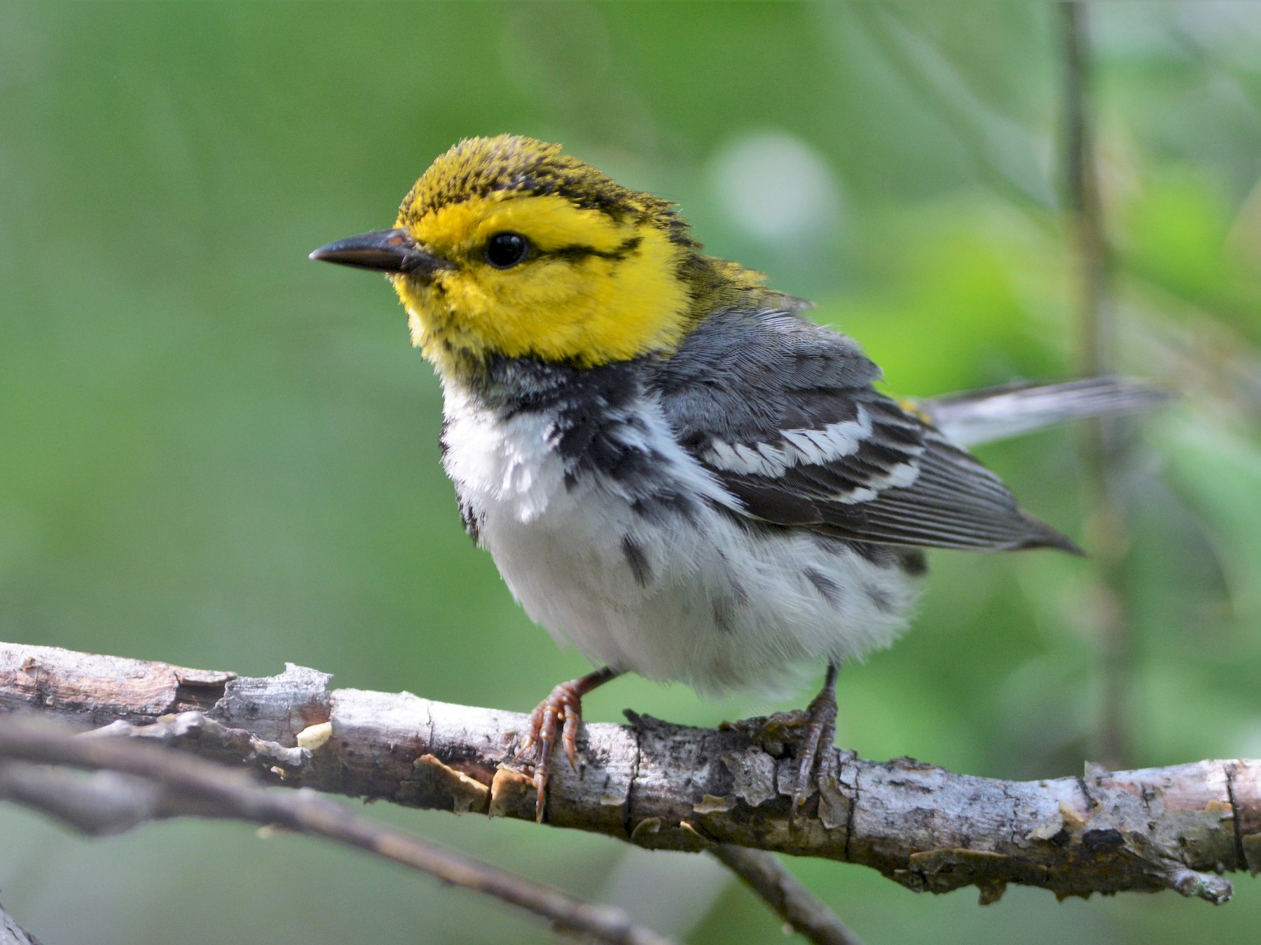 Golden-cheeked Warbler - eBird