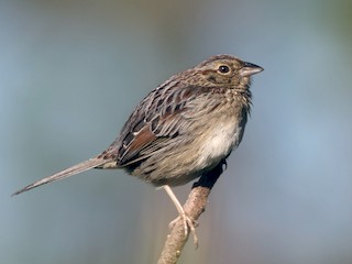Bachman's Sparrow - eBird