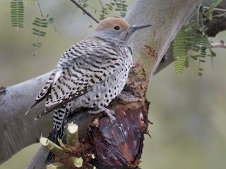 Gilded Flicker - eBird