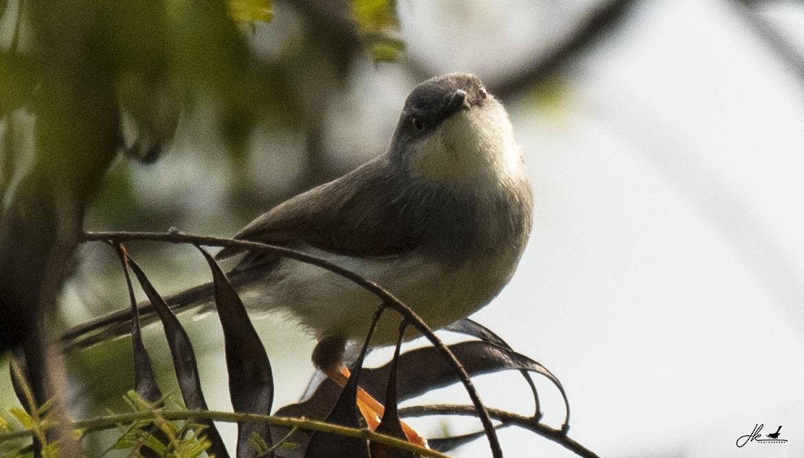 ML402561721 - Gray-breasted Prinia - Macaulay Library