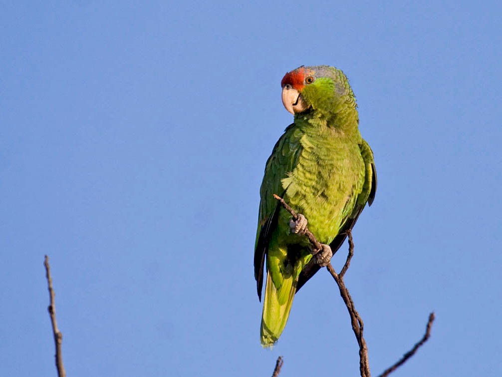 Red-crowned Parrot - eBird