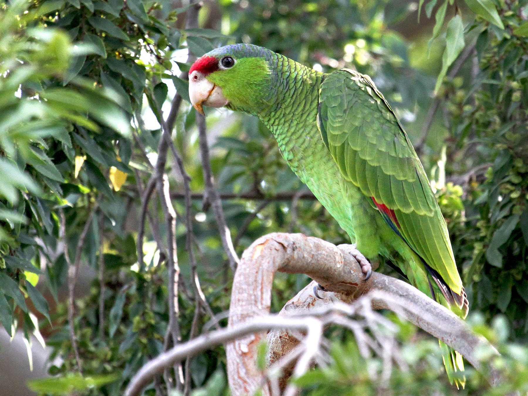 Cotorra Coronirroja - eBird