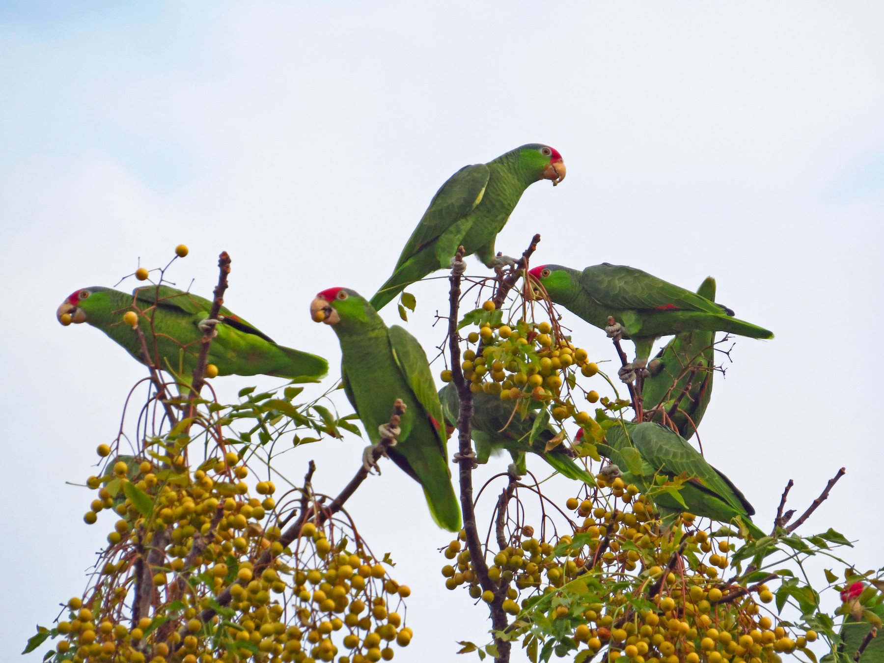 Red-crowned Parrot - eBird
