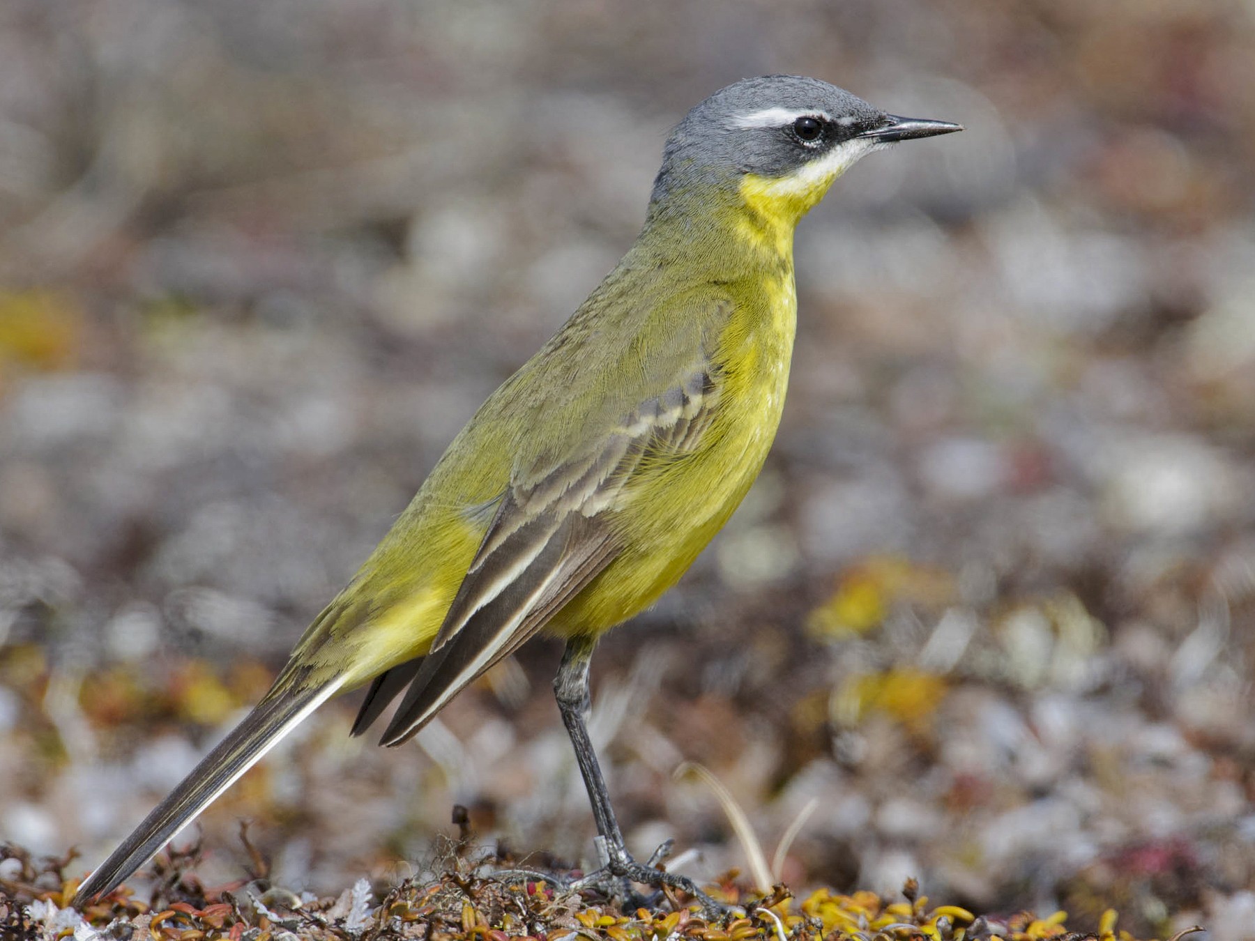 Eastern Yellow Wagtail - eBird