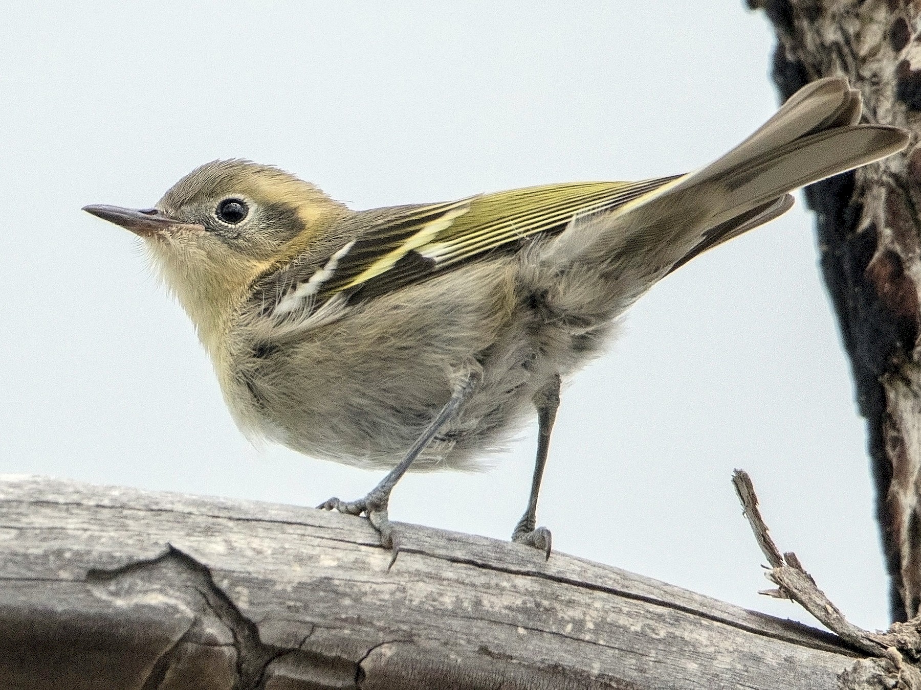 Olive Warbler - eBird