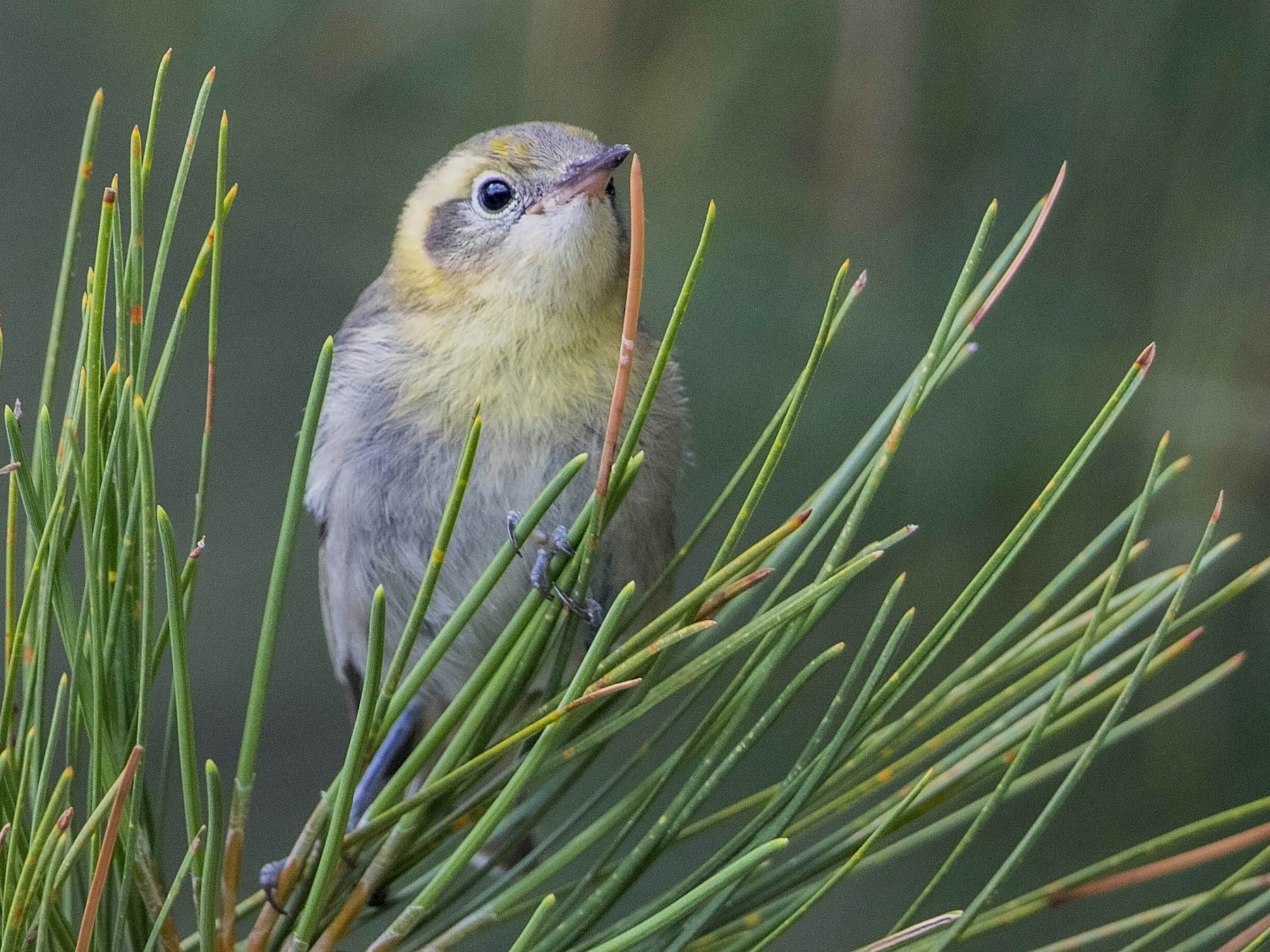 Olive Warbler - eBird