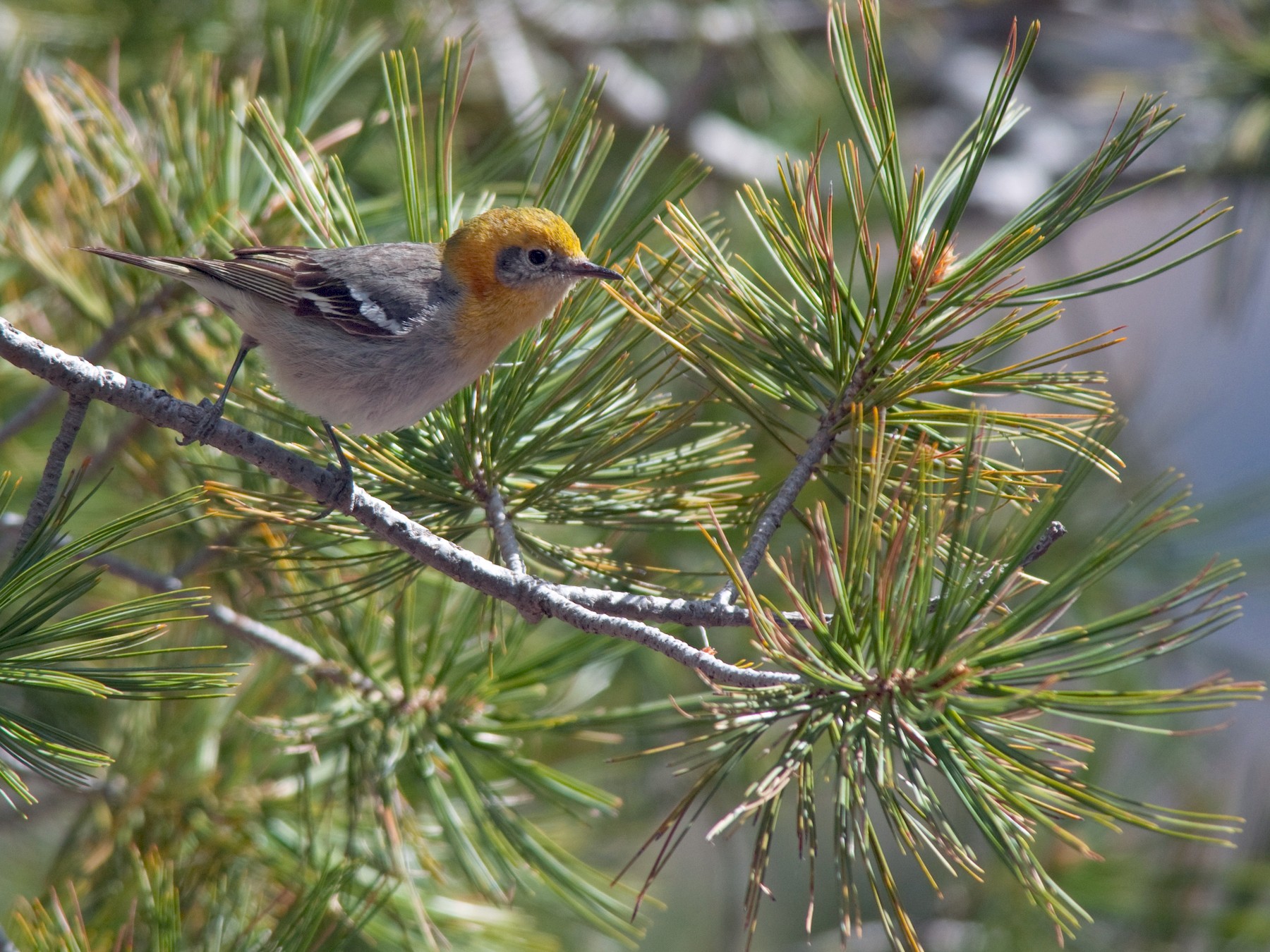 Olive Warbler - eBird