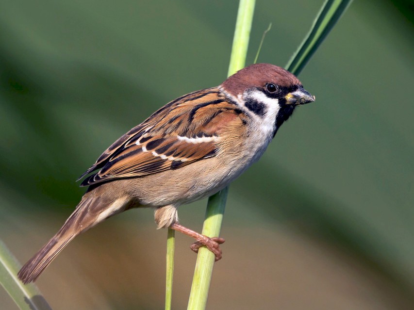 Eurasian Tree Sparrow - eBird