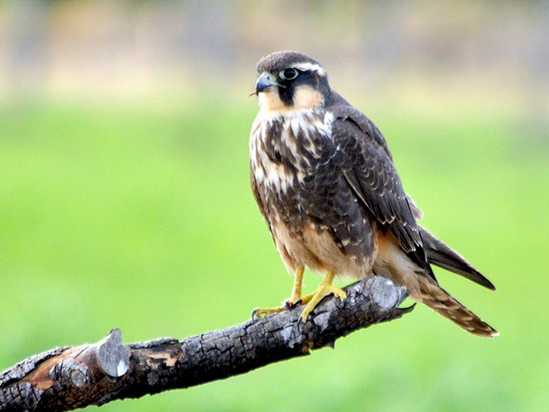 Aplomado Falcon - eBird