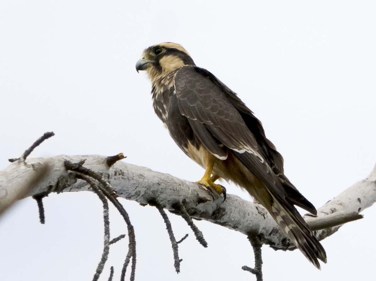 Aplomado Falcon - eBird