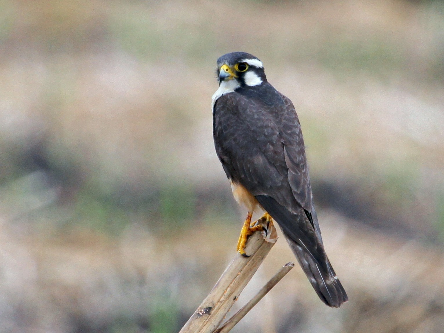 Aplomado Falcon - eBird