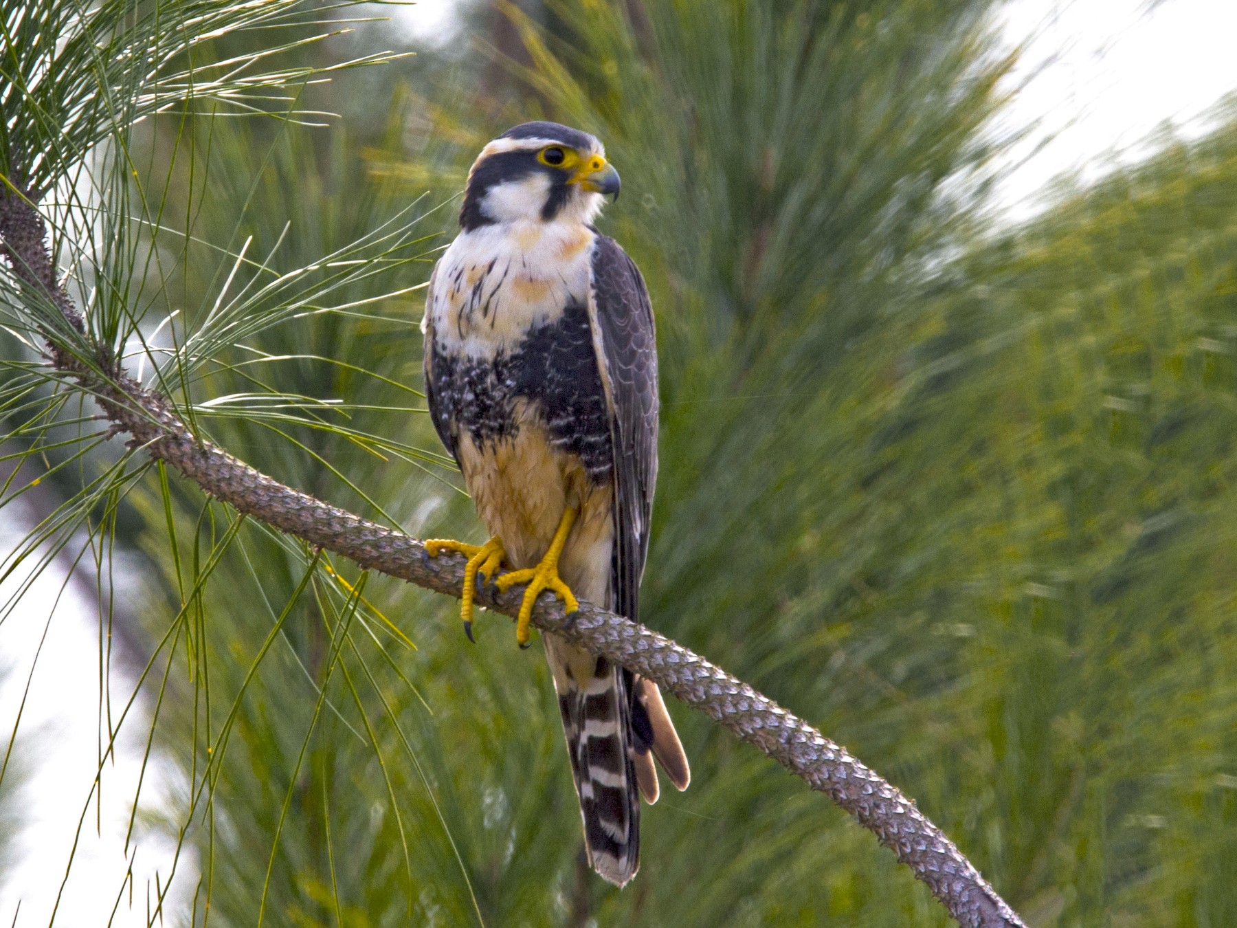 Aplomado Falcon - eBird
